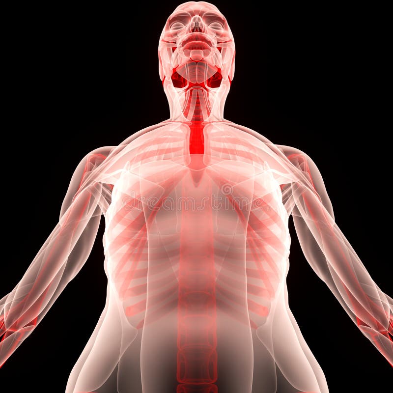 Ente Umano Del Muscolo Con Lo Scheletro Illustrazione di Stock ...