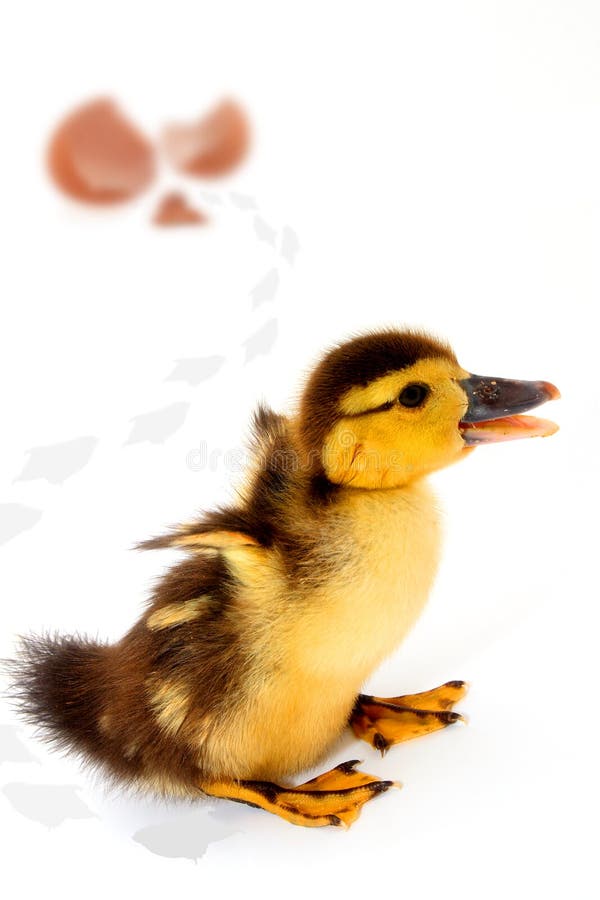 Ente und Ei stockfoto. Bild von tier, geburt, ostern - 17507130