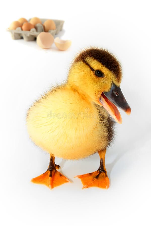 Ente und Eier stockbild. Bild von lebendig, ostern, flugunfähig - 17507101