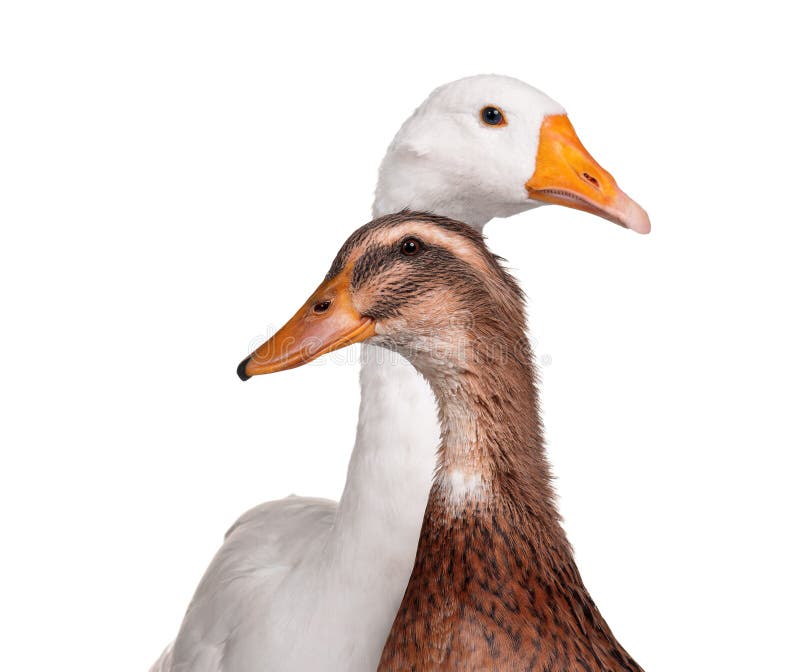 Ente und Gans stockfoto. Bild von pelz, paar, bauernhof - 27421334