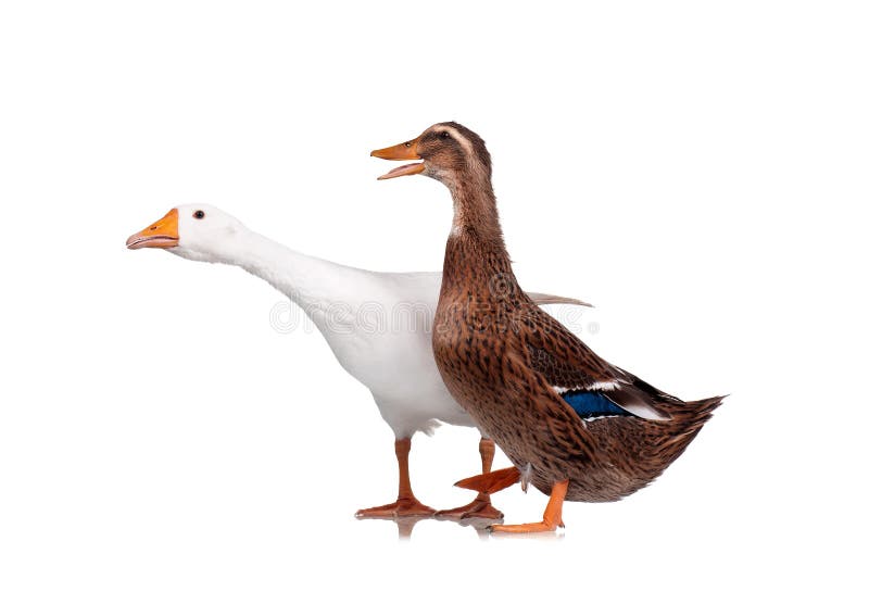 Ente und Gans stockfoto. Bild von pelz, paar, bauernhof - 27421334