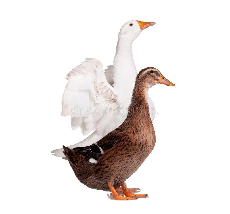 Ente und Gans stockbild. Bild von gans, duckies, federn - 26687753