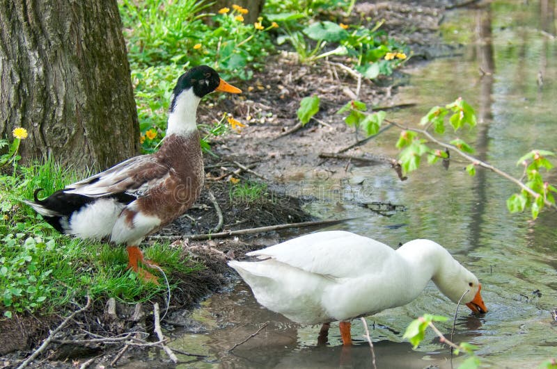 Ente und Gans stockfoto. Bild von teich, grün, vogel - 78553450
