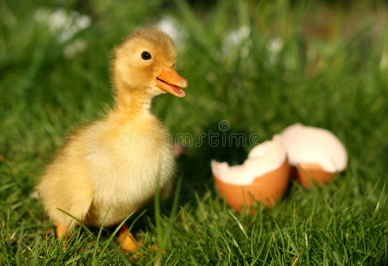 Ente und unterbrochenes Ei stockfoto. Bild von landschaft - 2793212