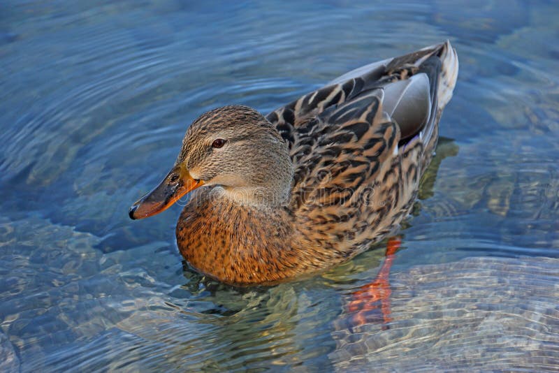 Ente, Vogel, Stockente, Wasser-Vogel Bild. Bild: 102707581