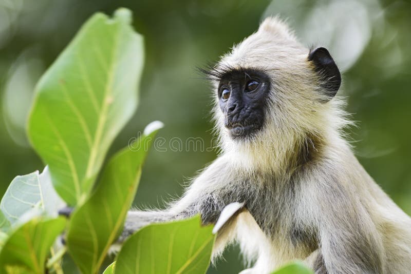 Entellus De Hanuman Langur - De Semnopithecus, Sri Lanka Photo stock ...