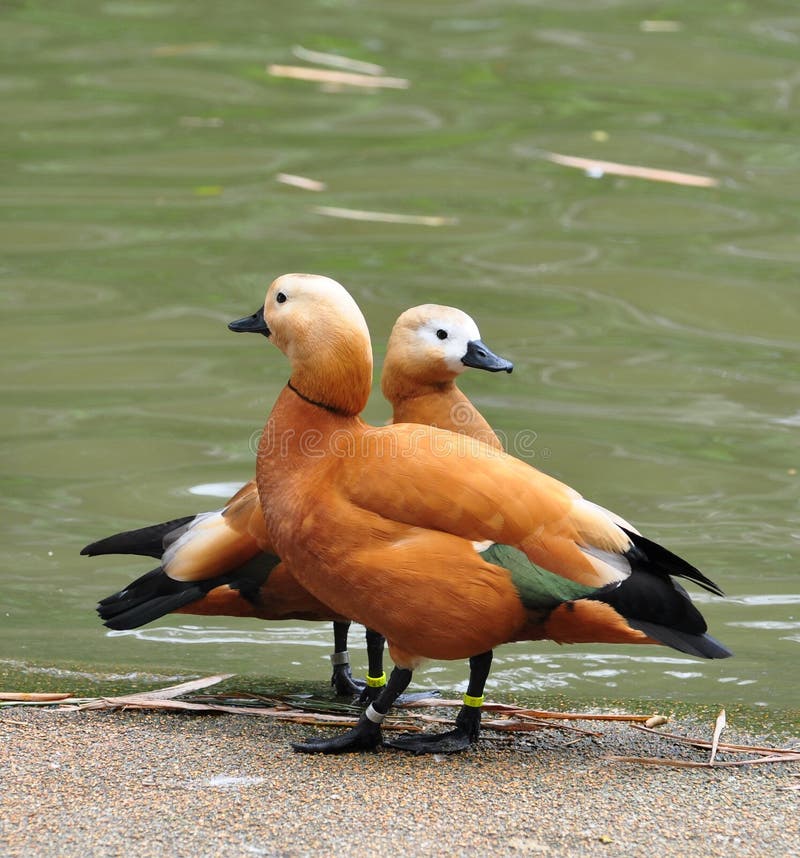 Enten stockfoto. Bild von tier, ente, wildnis, gänse - 13213140