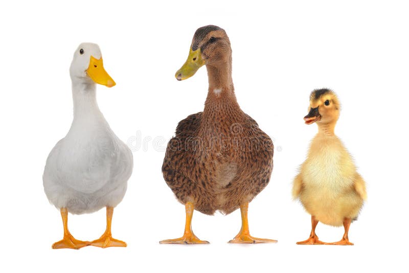 Drei Enten stockbild. Bild von mann, ente, vogelkunde - 22877877