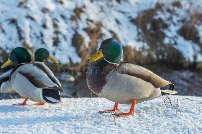 Enten stockbild. Bild von schön, bunt, boden, vögel, freizeit - 49784911