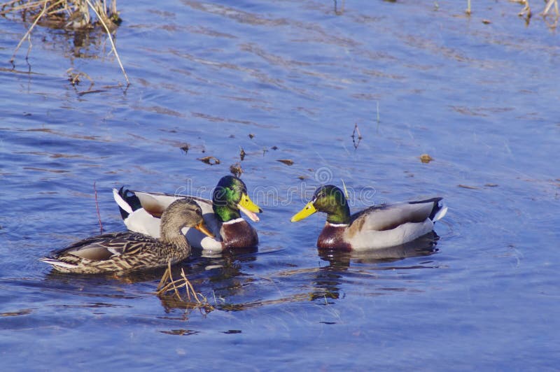 Enten stockbild. Bild von enten - 90047857