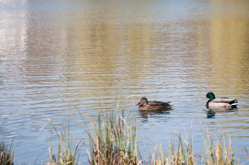 Zwei Enten im See stockbild. Bild von tiere, blau, vogel - 123001821