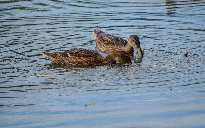 Enten Auf Dem Sich Hin- Und Herbewegenden Pier Am Balaton See, Ungarn ...