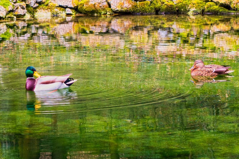 Enten, Die in Einem See Schwimmen Stockbild - Bild von nave, nett: 42643333