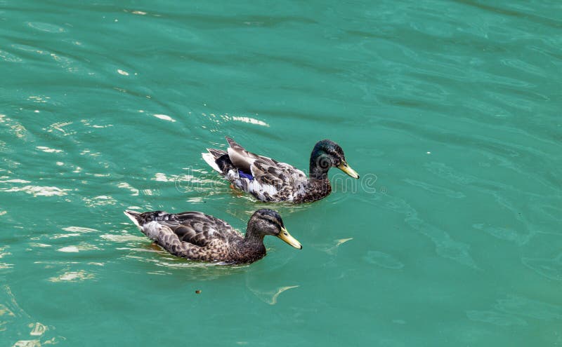 Enten, Die Im See Schwimmen Stockfoto - Bild von winter, nave: 36538306