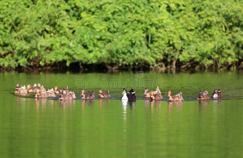 Enten, Die Im See Schwimmen Stockbild - Bild von inländisch ...