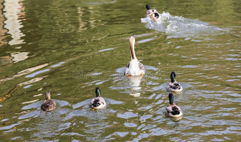 Enten, Die Im See Schwimmen Stockbild - Bild von landschaft, reflexion ...