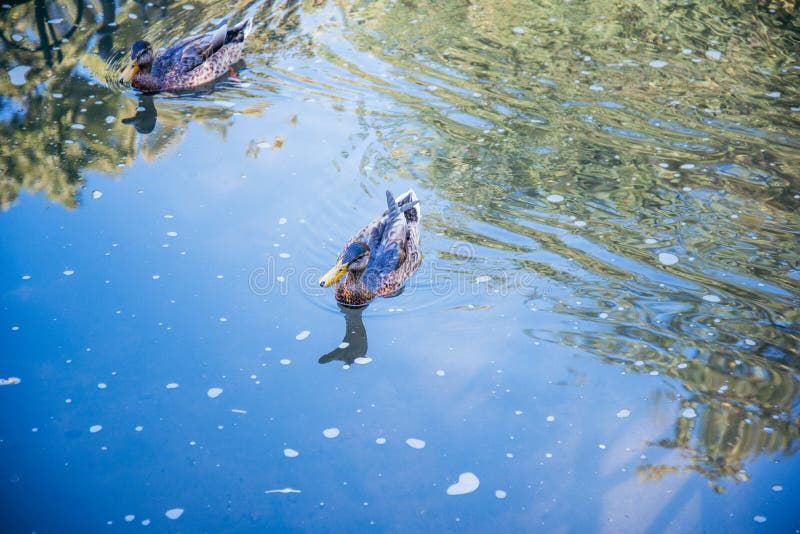 Enten, Die Im See Schwimmen Stockfoto - Bild von gefieder, tier: 98526856