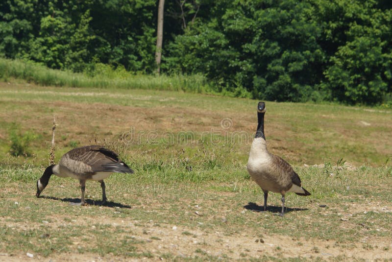 Essen der Enten stockbild. Bild von schnäbel, zufuhr - 26146971