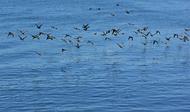 Enten im Flug stockfoto. Bild von fliehen, dunkel, luft - 8755804