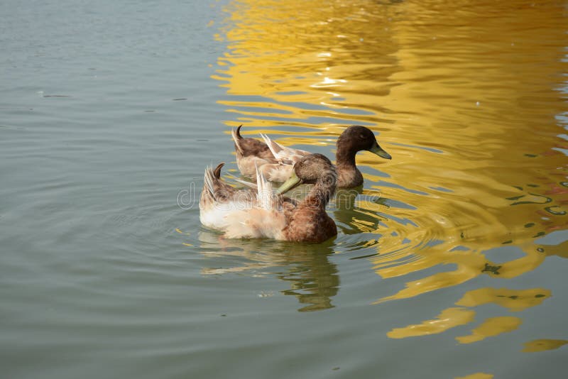 Enten im See stockbild. Bild von bezirke, bügel, wasser - 61345655