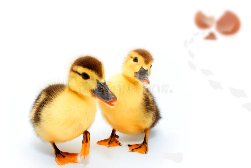 Ente und Ei stockfoto. Bild von tier, geburt, ostern - 17507130