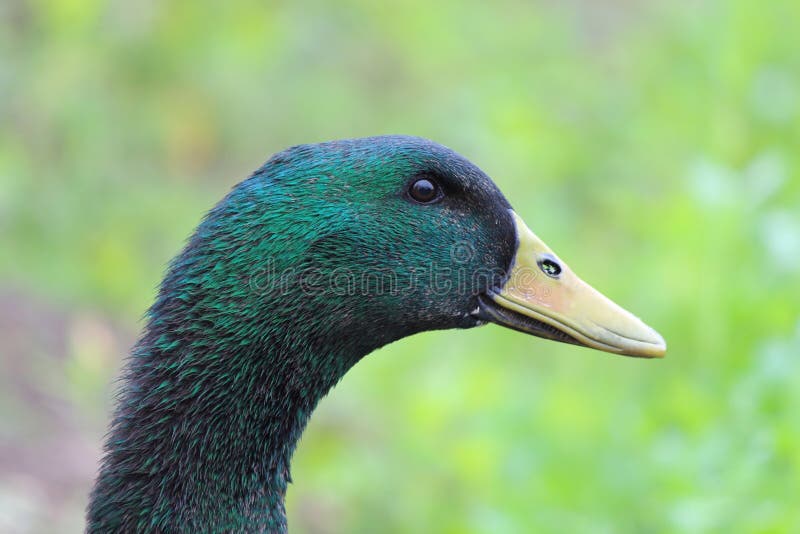 Grüner Und Weißer Kopf Der Inländischen Ente Stockbild - Bild von feder ...