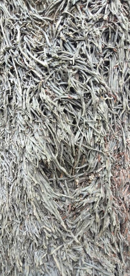 Wild Tree Bark in the Camp Forest Stock Image - Image of wildlife, snow ...