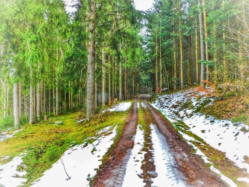 Entering the Forest stock photo. Image of wilderness - 232263244