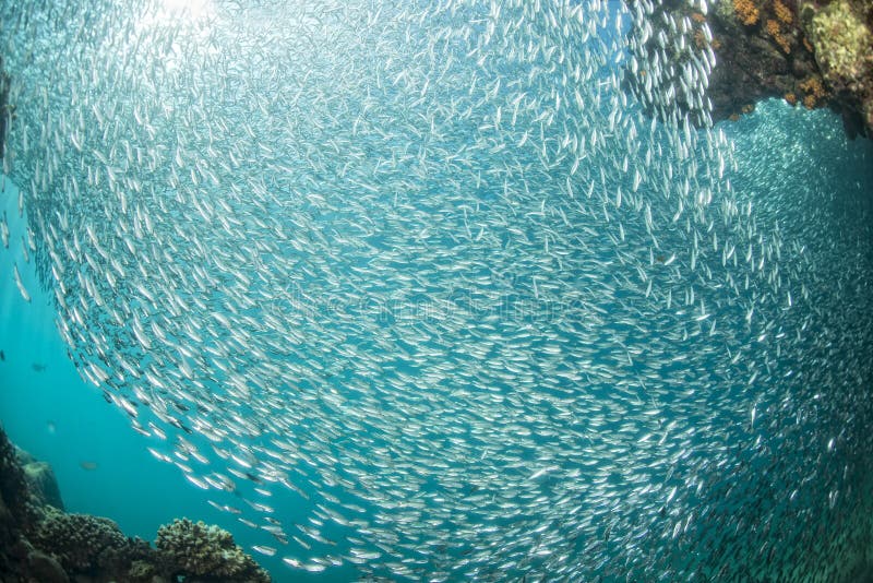 Inside a School of Fish Underwater Stock Photo - Image of fish, food ...