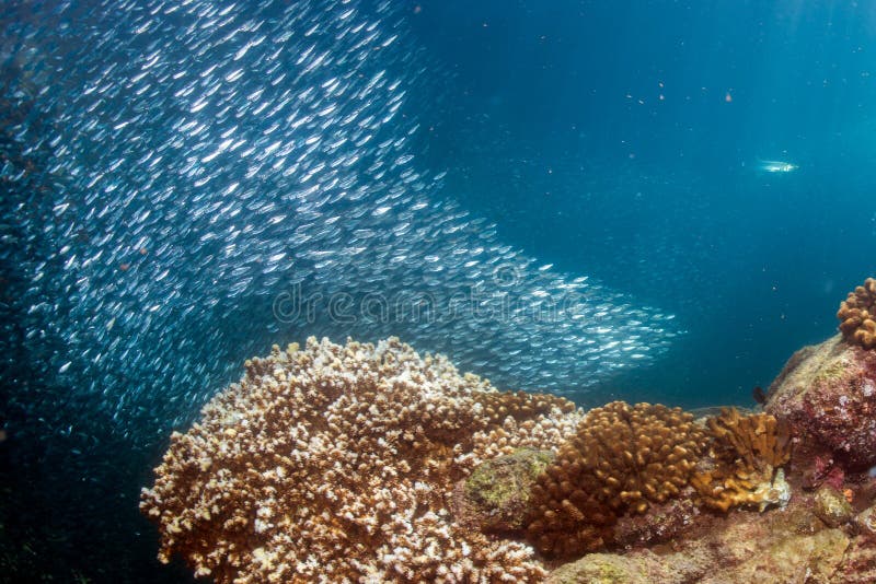 Entering Inside a School of Fish Underwater Stock Photo - Image of ...