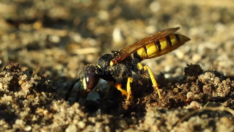 Bee-Wolf Philanthus Triangulum Stock Image - Image of beewolf, sandy ...