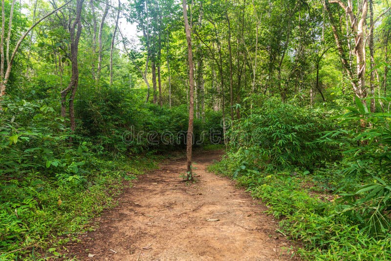 Entering To the Tropical Forest Along the Path To Adventure Stock Photo ...