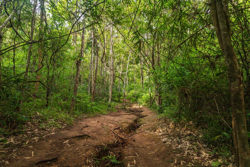 Entering To the Tropical Forest Along the Path To Adventure Stock Image ...
