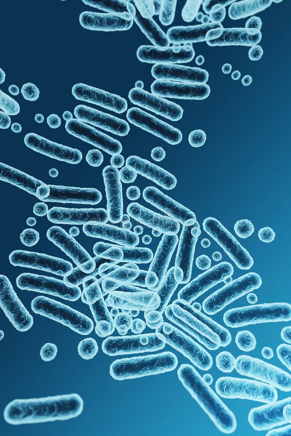 Enterobacteriaceae, Gram-negative Rod-shaped Bacteria Stock ...