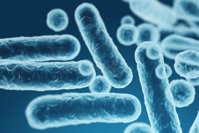 Enterobacteriaceae, Gram-negative Rod-shaped Bacteria Stock ...