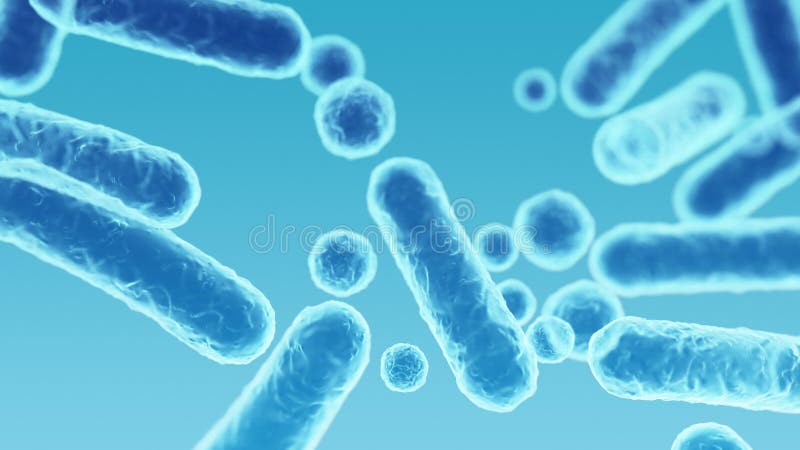 Enterobacteriaceae, Gram-negative Rod-shaped Bacteria Stock Footage ...