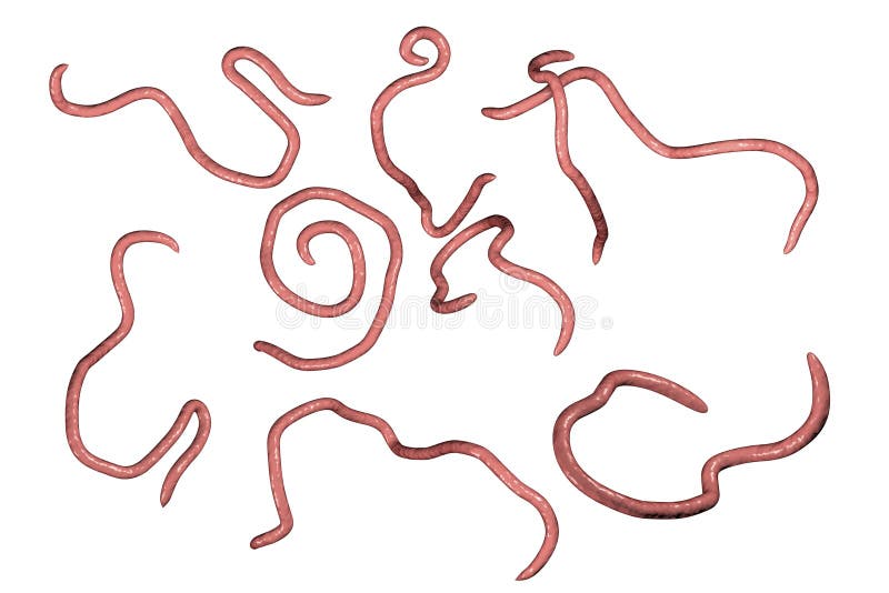 Nematodos Ilustraciones Stock, Vectores, Y Clipart – (117 Ilustraciones ...
