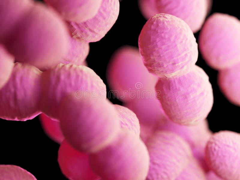 An enterococcus bacteria stock illustration. Illustration of cocci ...