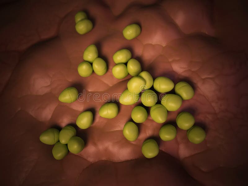 The Enterococcus - Close Up Stock Illustration - Illustration of ...