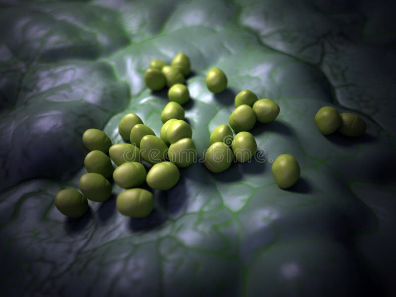 The enterococcus stock illustration. Illustration of bacteria - 56646560