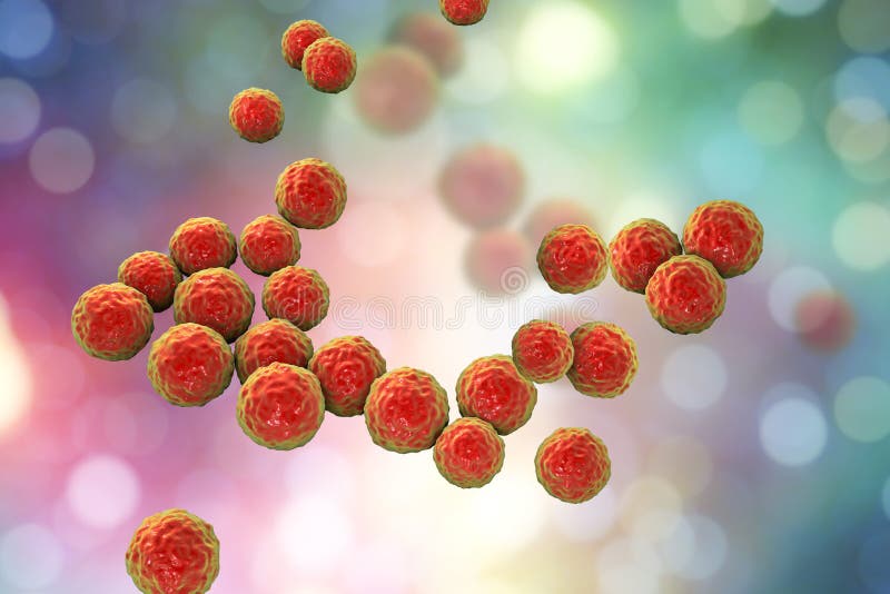 Enterococo De Las Bacterias, Ejemplo Stock de ilustración - Ilustración ...