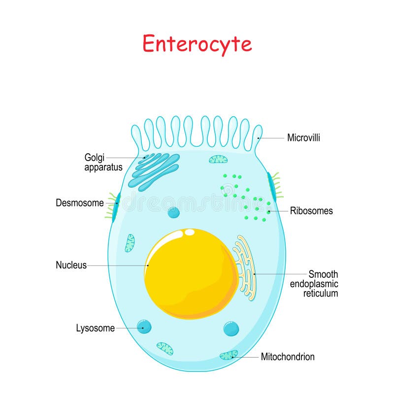 Enterocyt Structuur Van De Darmabsorberende Epitheelcel Met Microvilli ...