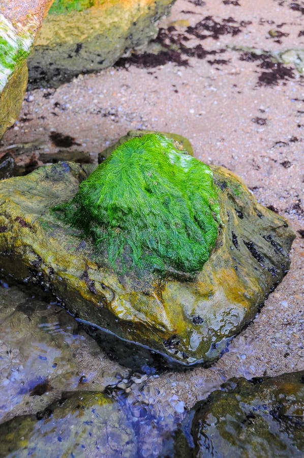 Enteromorpha Sp., Green Algae on a Rock in the Crimea Stock Image ...