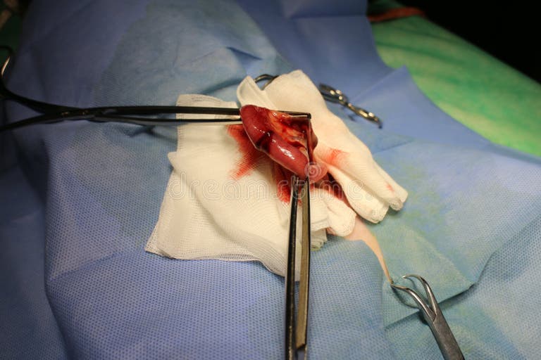 Enterotomy by cat stock photo. Image of surgical, theatre - 100636914