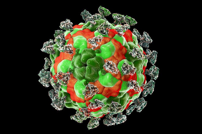 Enterovirus with Attached Integrin Molecules Stock Illustration ...