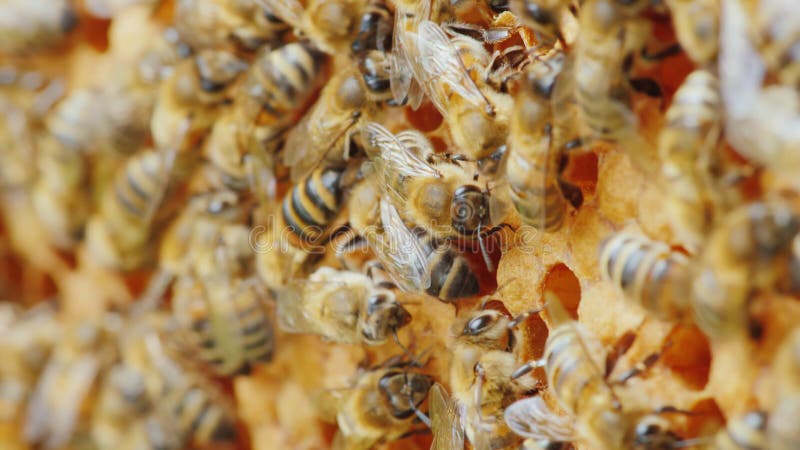 Entertaining Bee Life, Amicable Team Work on the Creation of Delicious ...