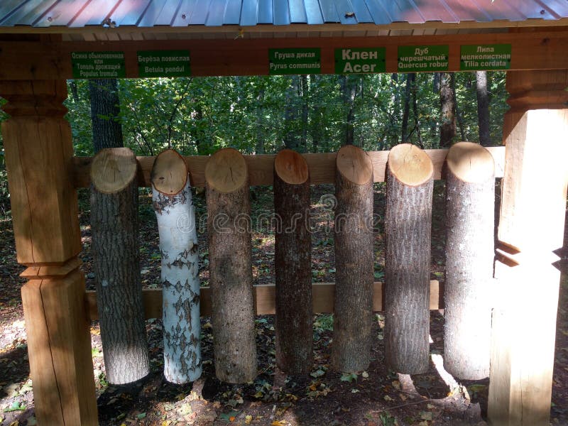 Shipova an oak grove. stock image. Image of trail, trunk - 101467461