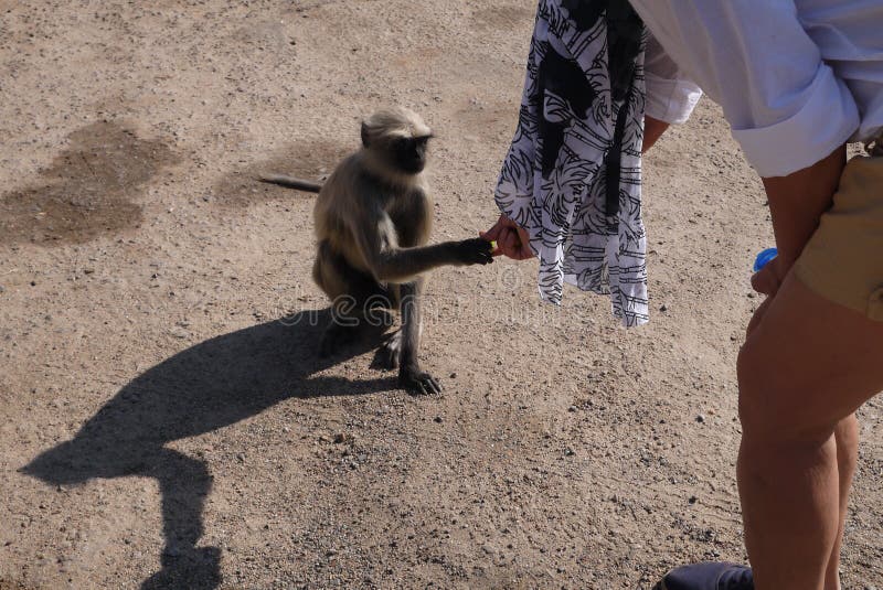 Entertainment of monkeys stock photo. Image of entertainment - 66347014