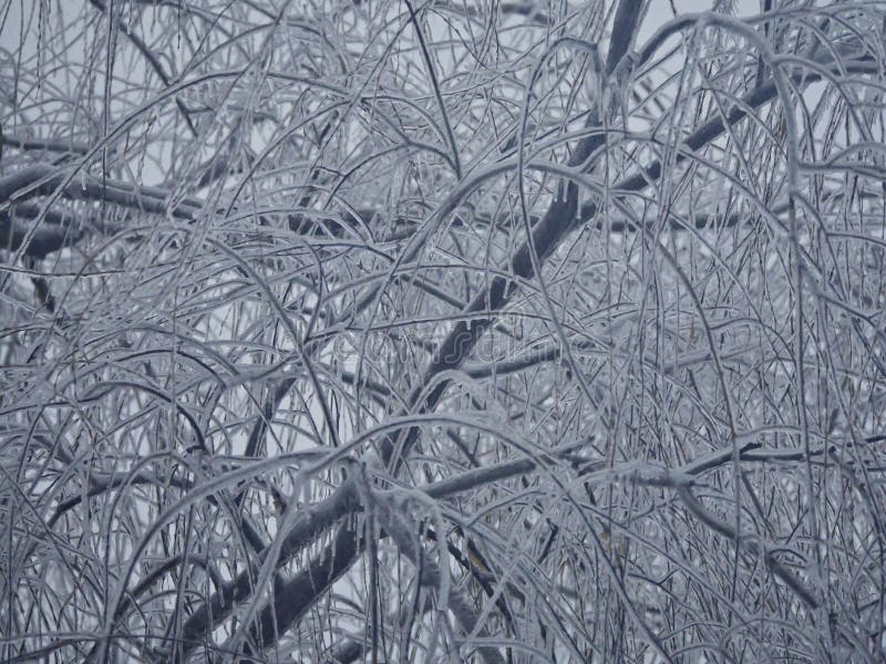 Branches and Twigs of a Big Willow Tree All Covered with Ice Twigs ...