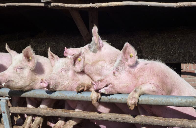 Mating Pigs stock photo. Image of dirt, pink, mating, mount - 2869398
